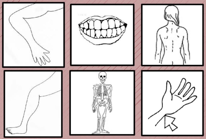 Loto / mémory des parties du corps humain » Ecole maternelle Maurice Mazué